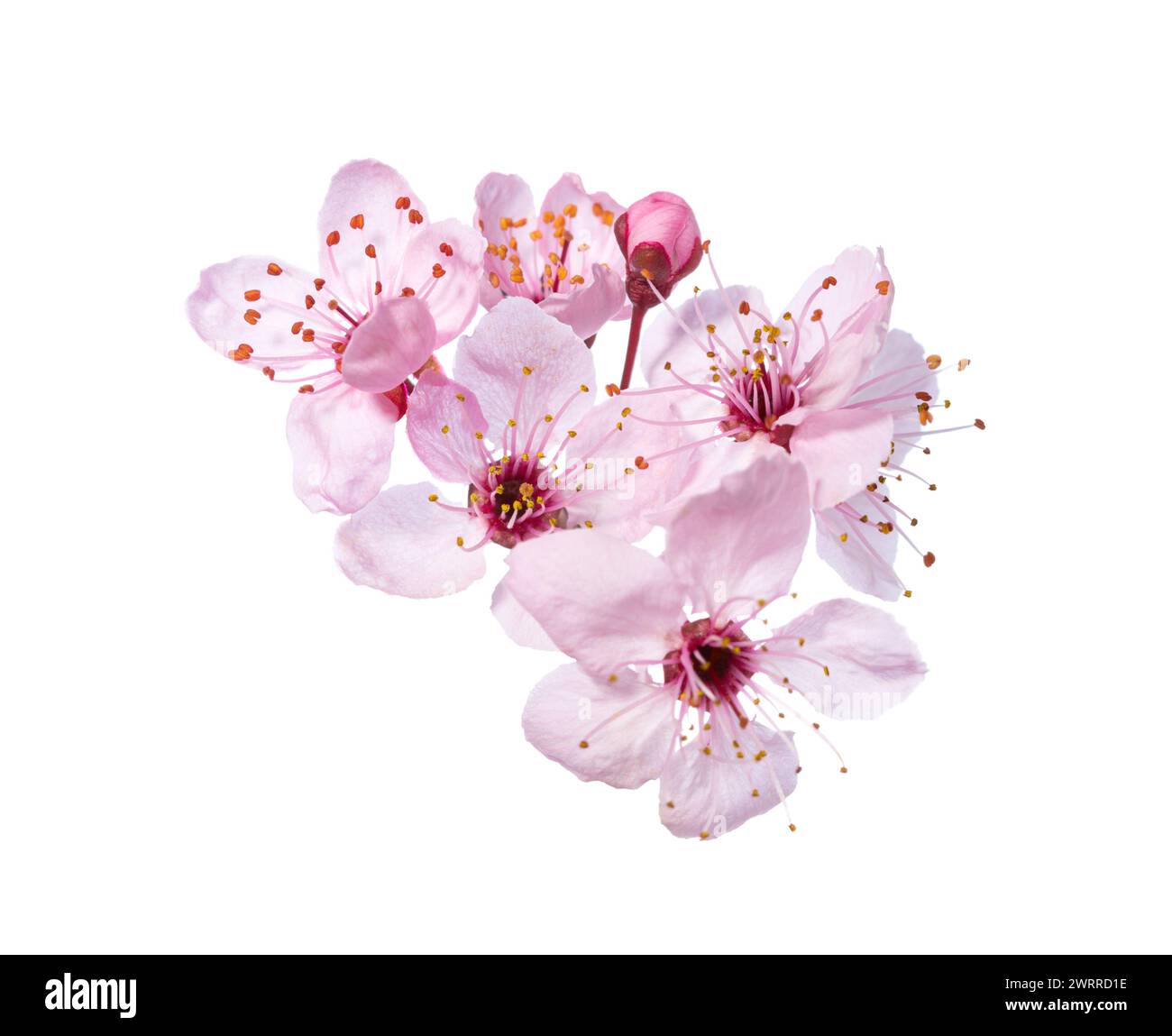 Blooming sakura flowers on Cut Out Stock Images & Pictures - Alamy
