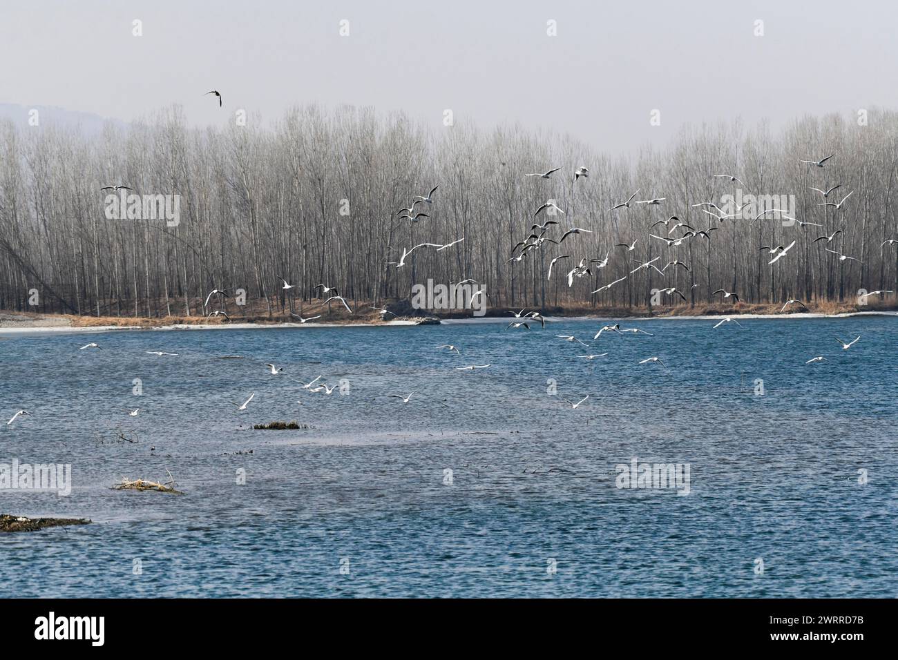 Zunhua. 14th Mar, 2024. This photo taken on March 14, 2024 shows birds ...