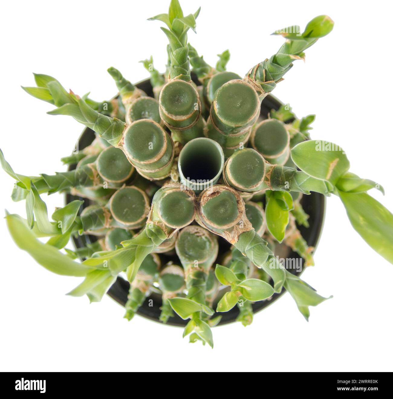 bonsai bamboo sticks tight together top view Stock Photo - Alamy