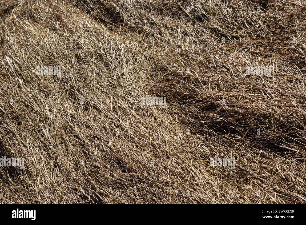 Texture of the grass hi-res stock photography and images - Alamy