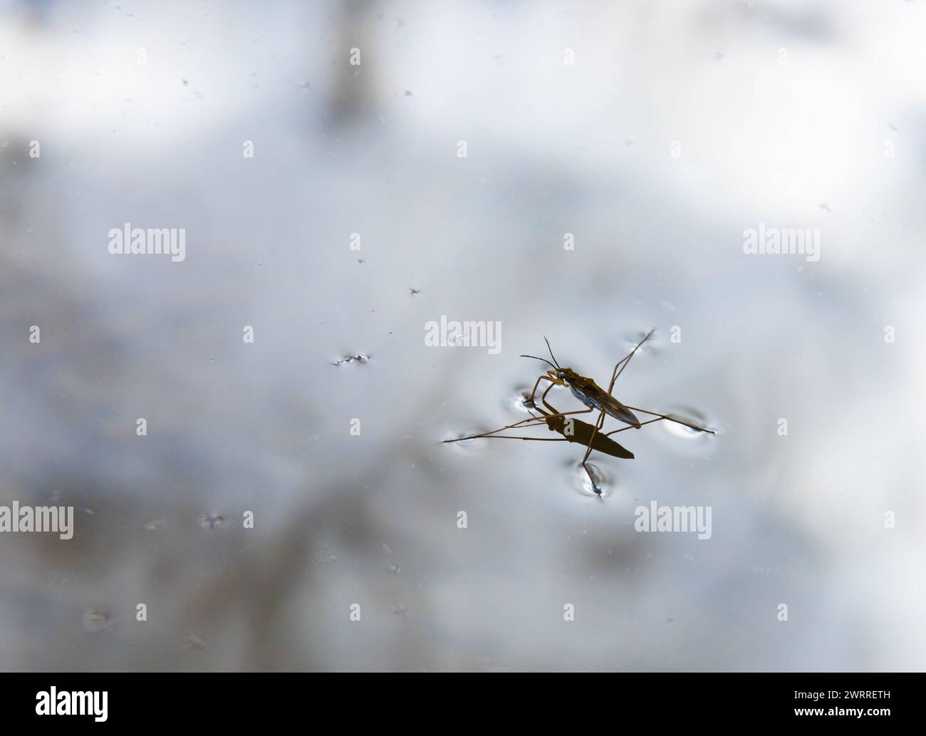 Water strider hi-res stock photography and images - Alamy