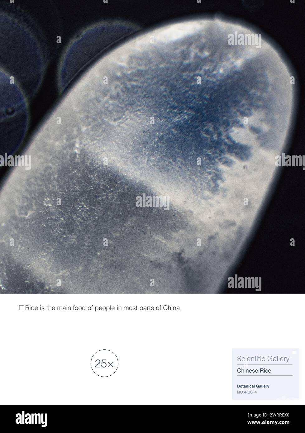 Rice is a food made from paddy through processes such as cleaning ...