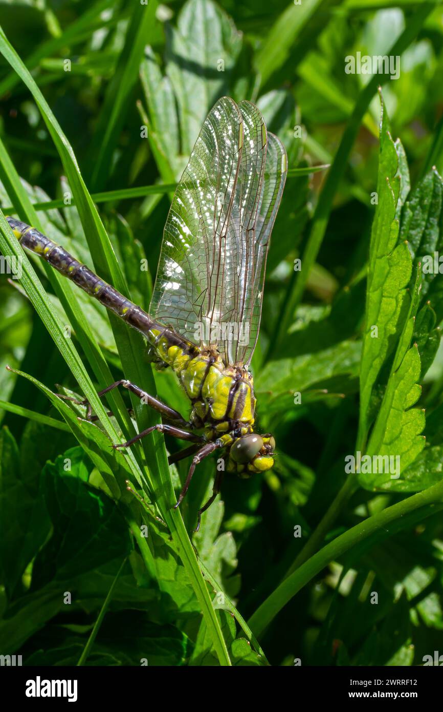 Larval dragonfly grey shell. Nymphal exuvia of Gomphus vulgatissimus ...
