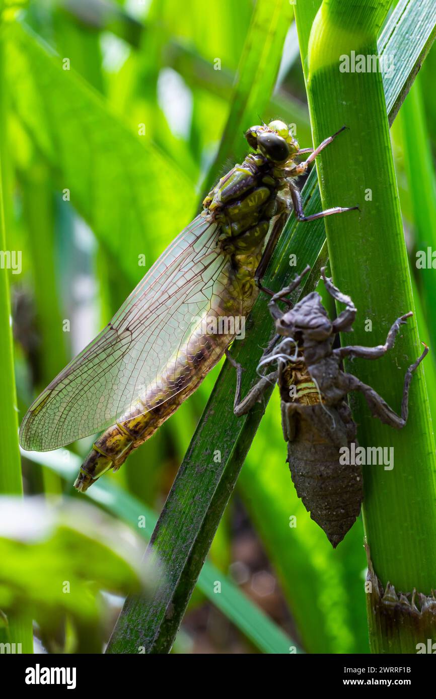 Larval dragonfly grey shell. Nymphal exuvia of Gomphus vulgatissimus ...