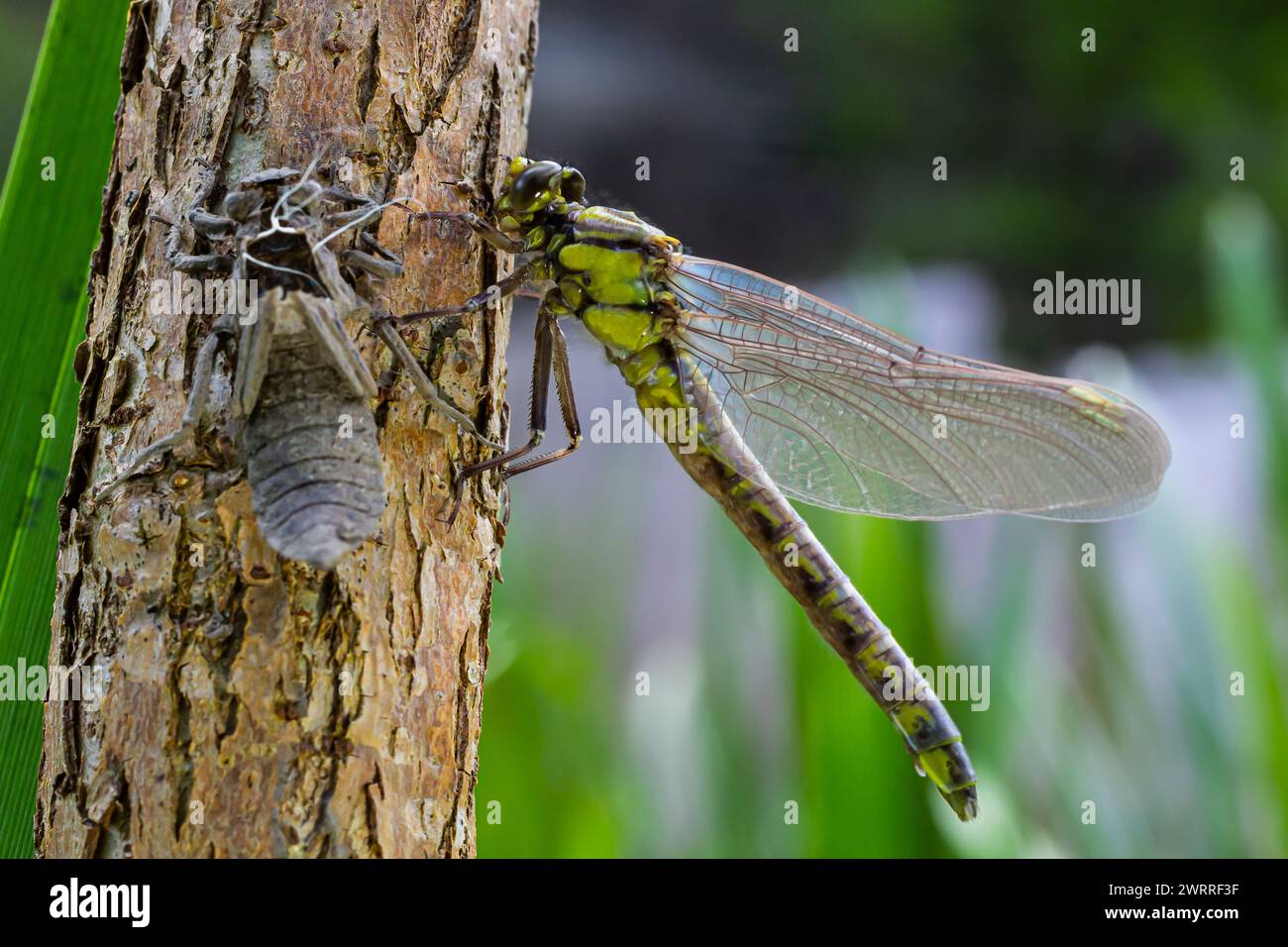 Larval dragonfly grey shell. Nymphal exuvia of Gomphus vulgatissimus ...