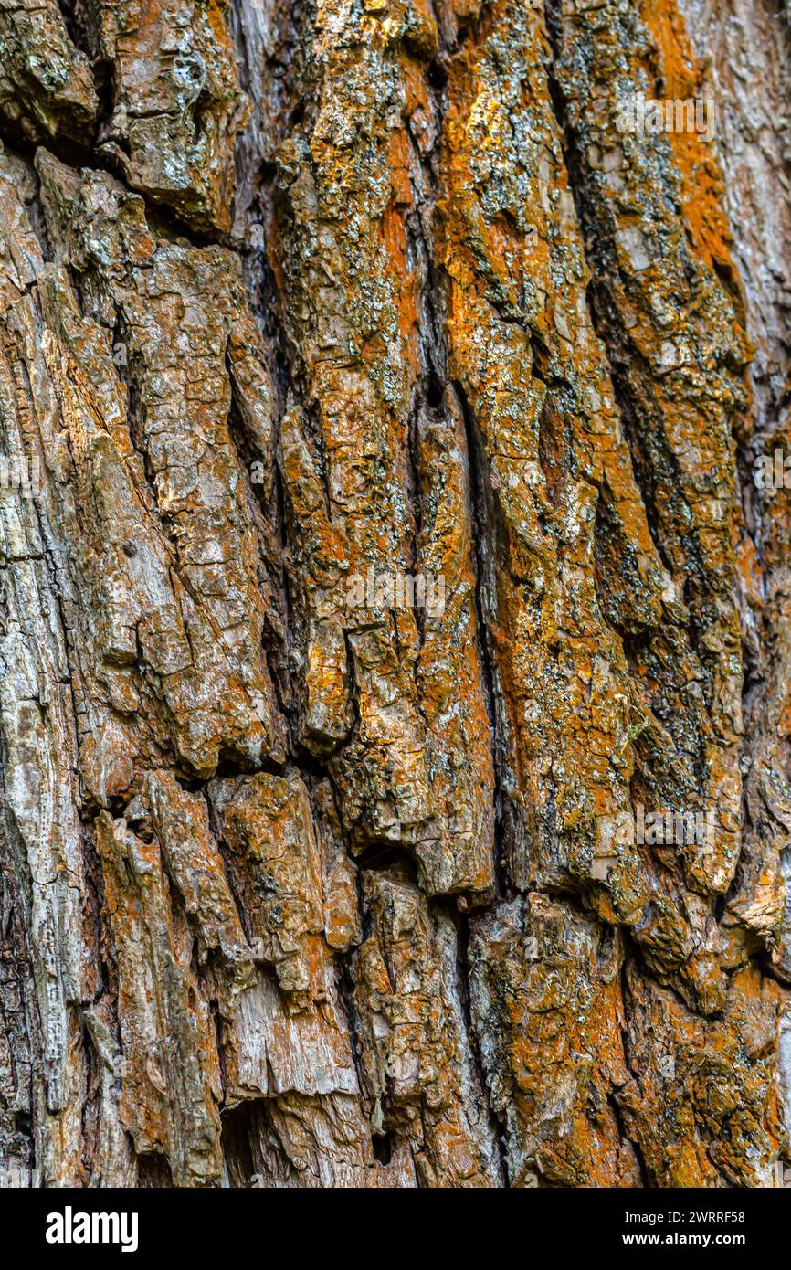 Old Wood Tree Texture Background Pattern Stock Photo - Alamy