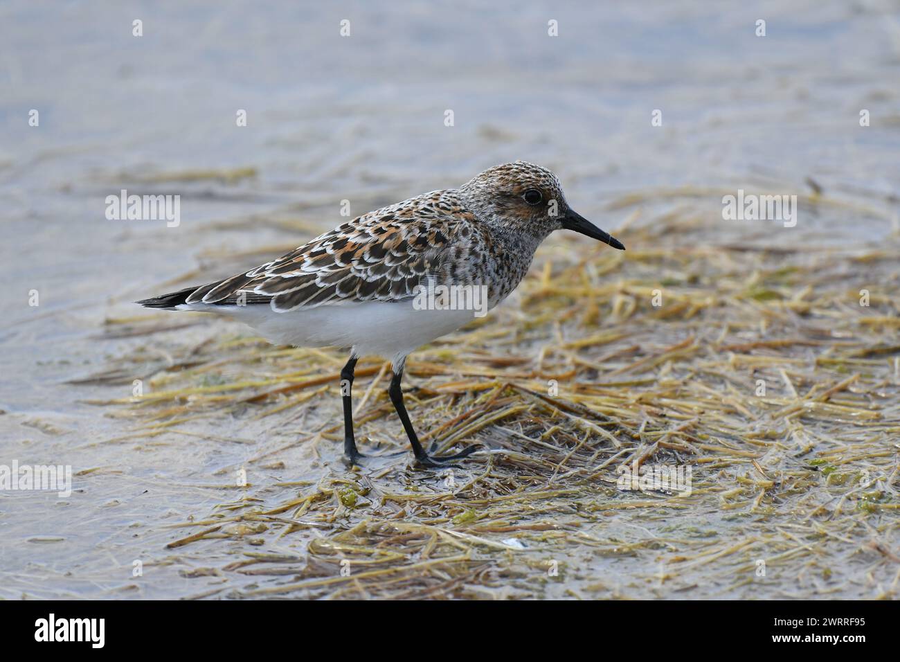 Sanderling in breeding plumage Stock Photo - Alamy