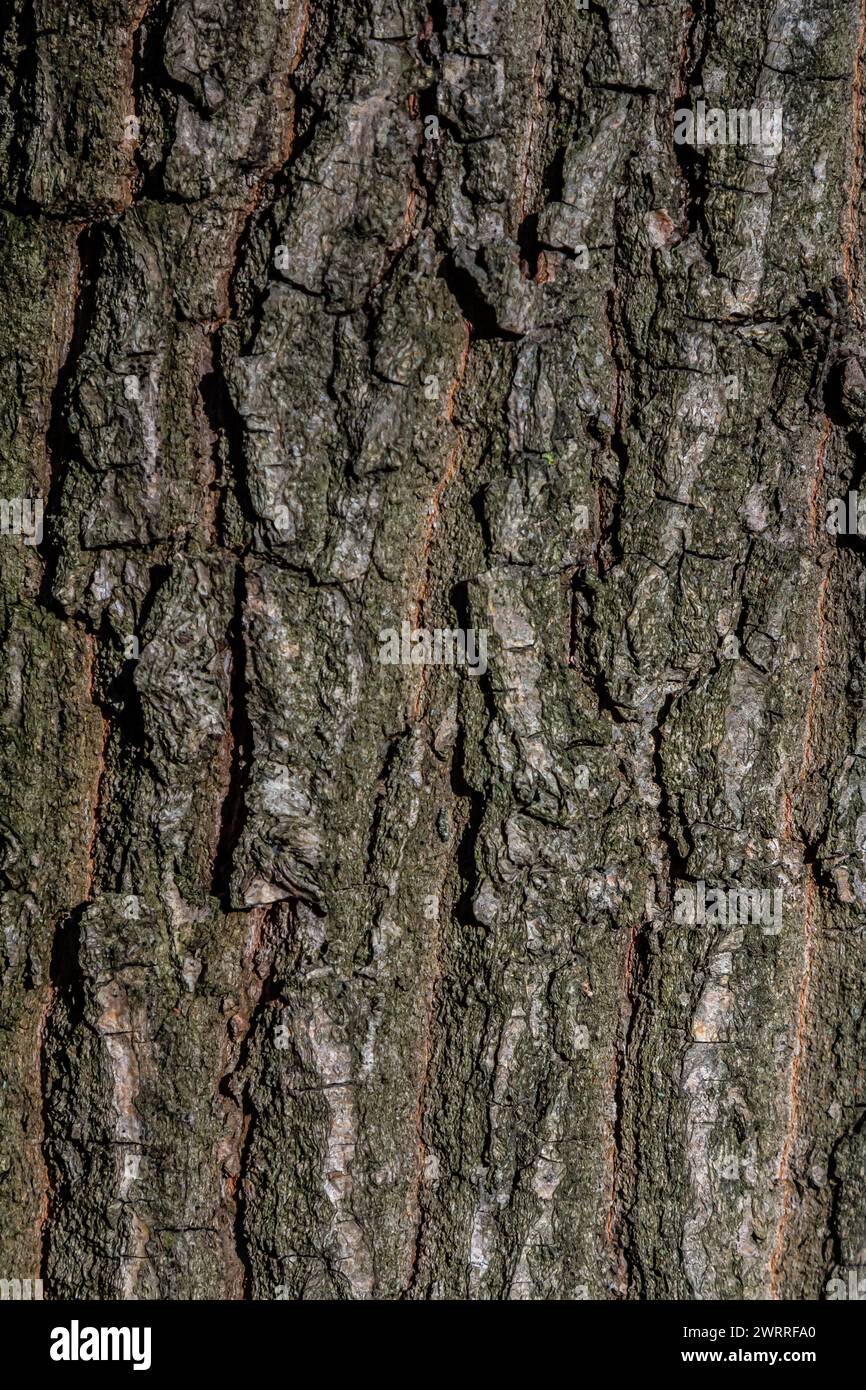 Seamless tileable wood texture hi-res stock photography and images - Alamy