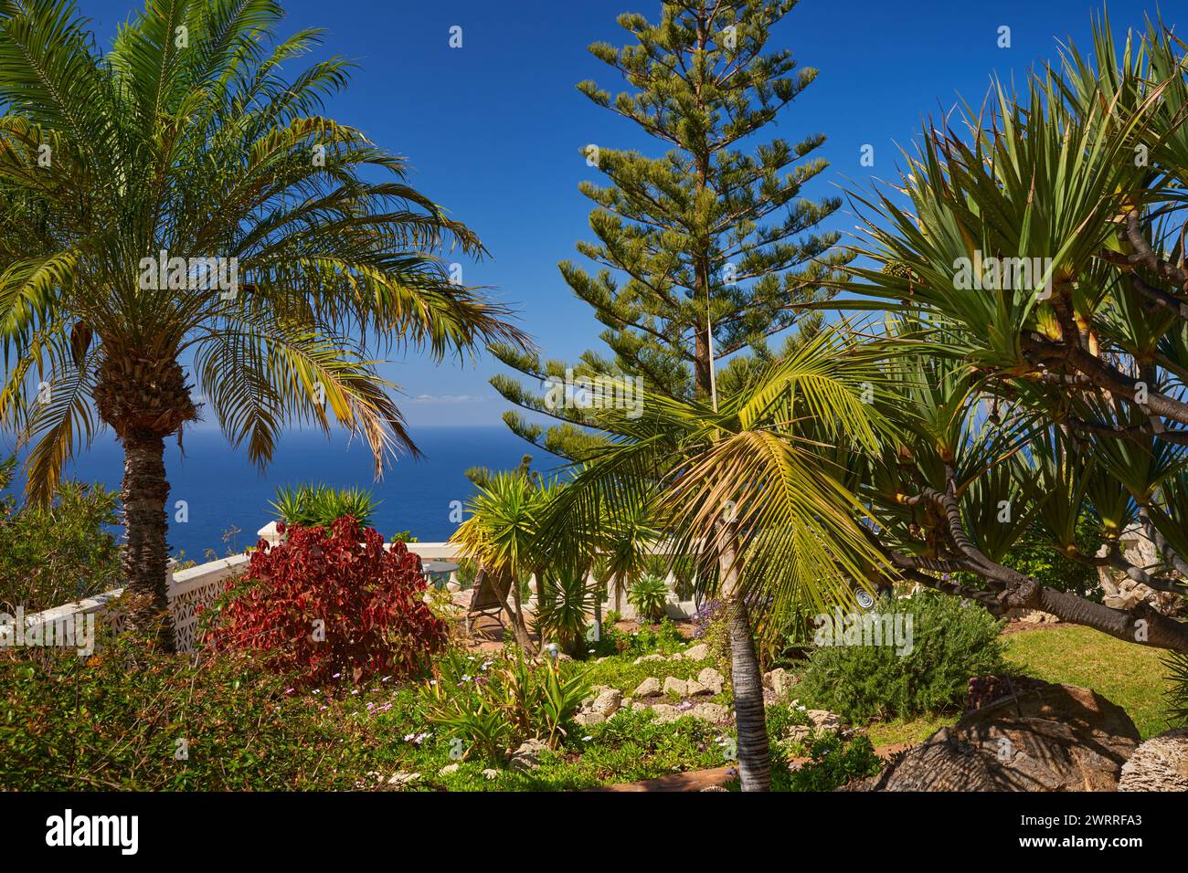 Tenerife landscape with palm trees and tropical plants, ocean in the ...
