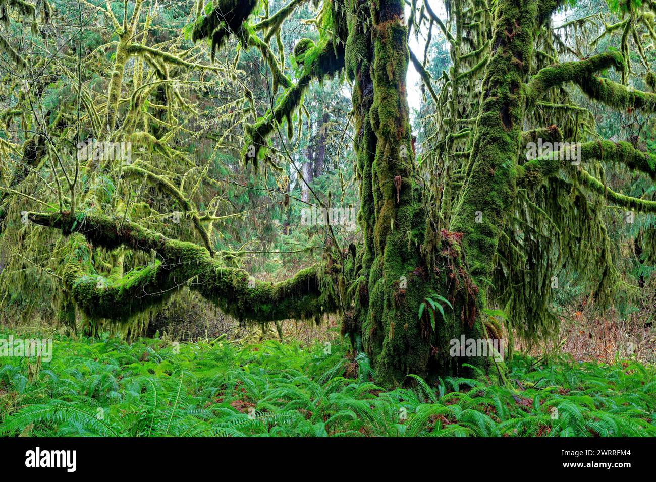 Large tall tree vancouver hi-res stock photography and images - Alamy