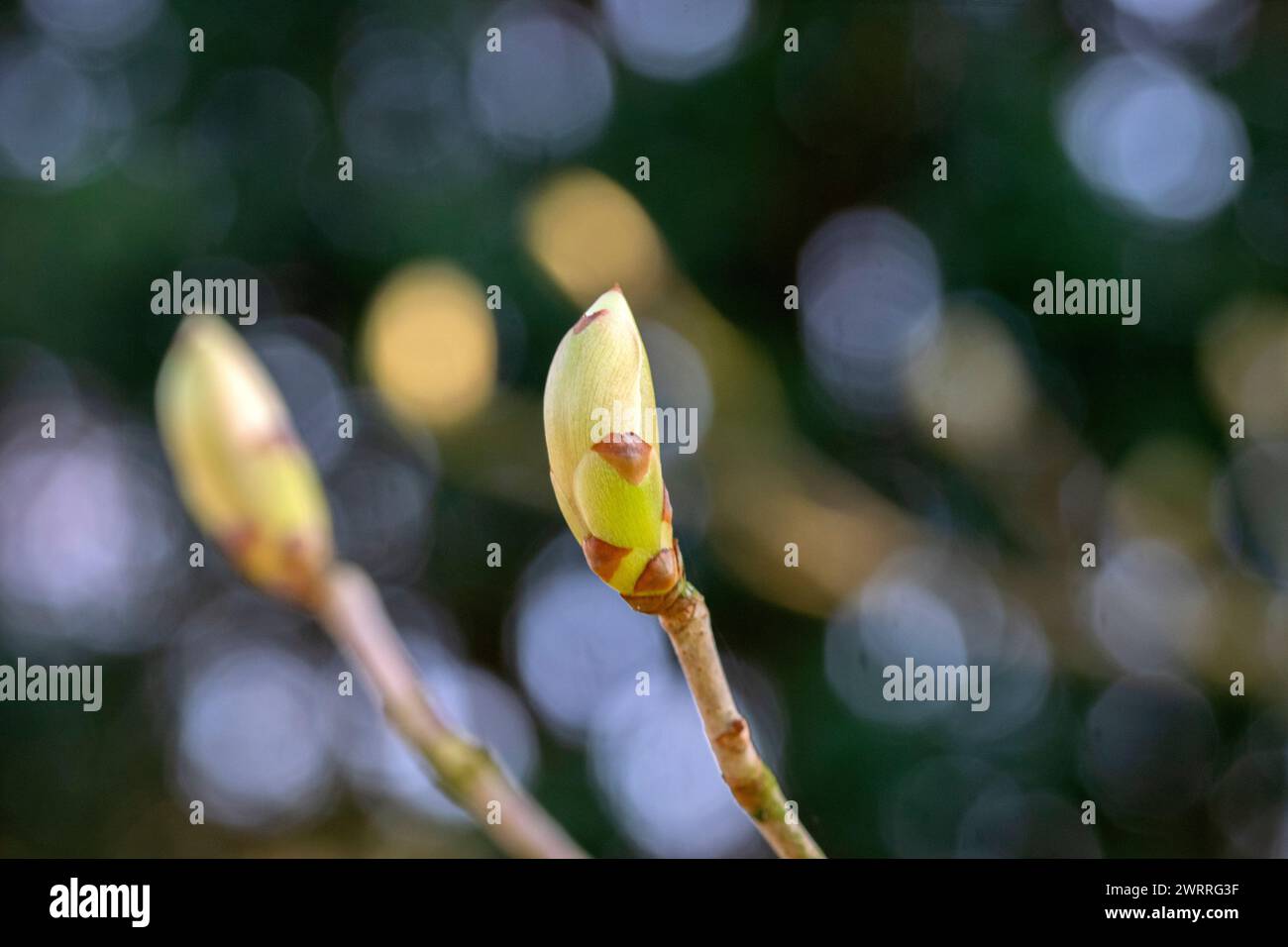 Close Up Aesculus Pavia Var Splendens Buds At Amsterdam The Netherlands ...