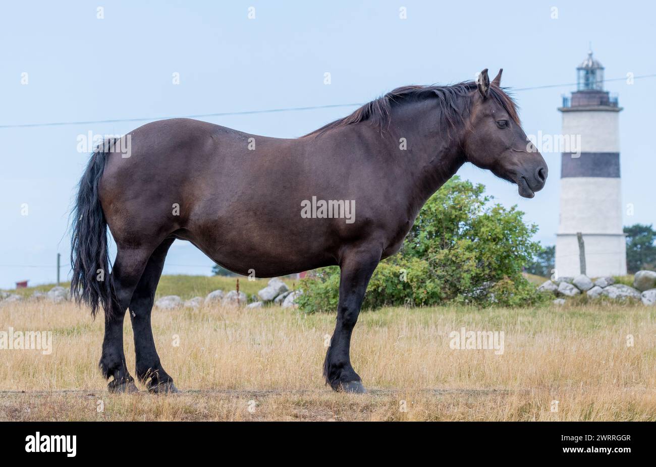 Brown horse and lighthouse in background Stock Photo - Alamy