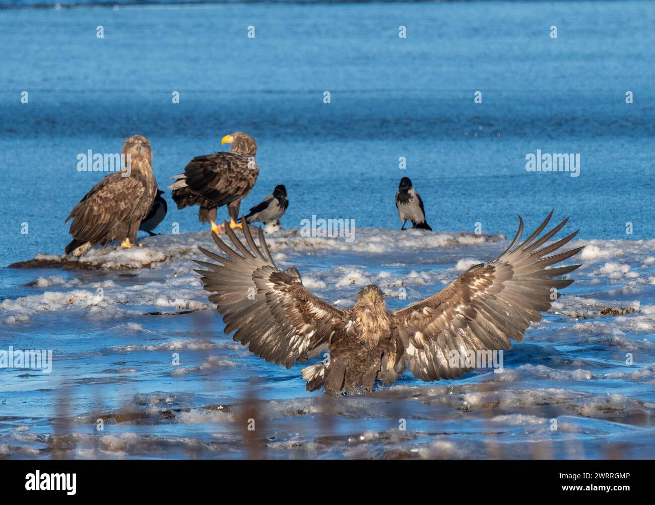 White-tailed Eagle with spread wings in front and two Eagles and two ...