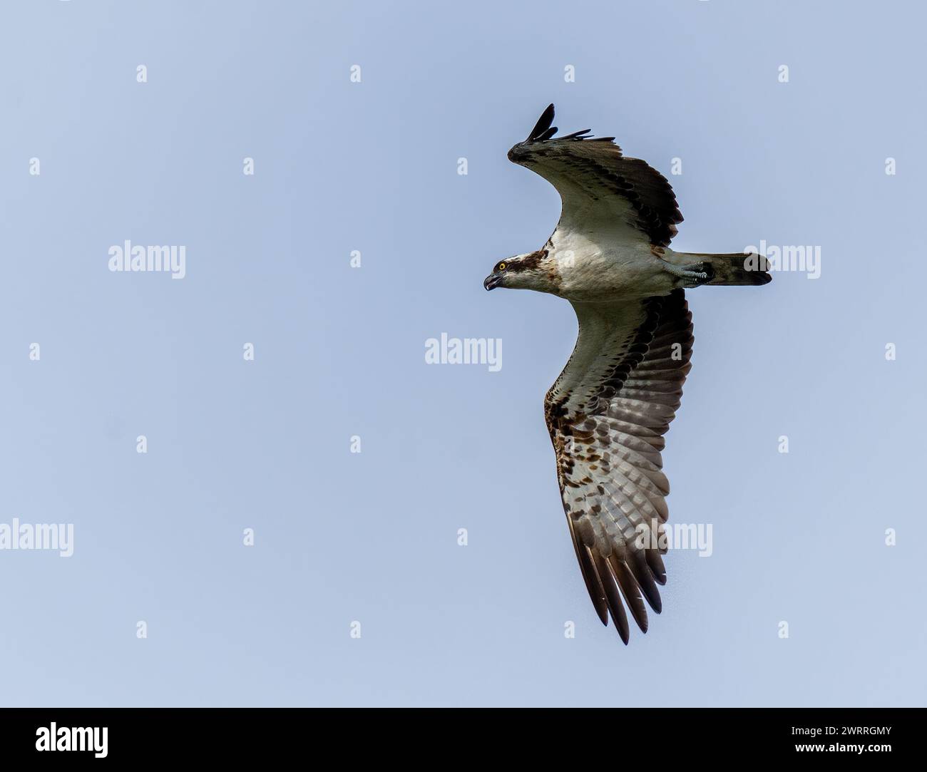 Osprey flying in blue sky Stock Photo - Alamy