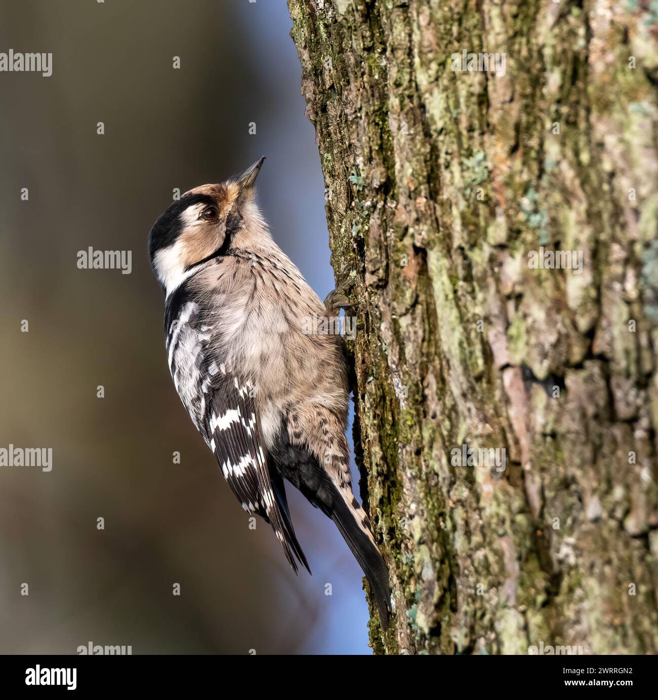 Lesser spotted woodpecker on hi-res stock photography and images - Alamy
