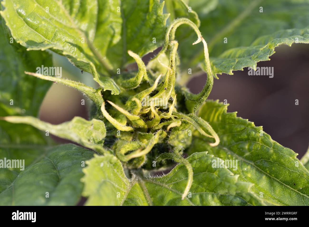 Hoverfly larvae hi-res stock photography and images - Alamy