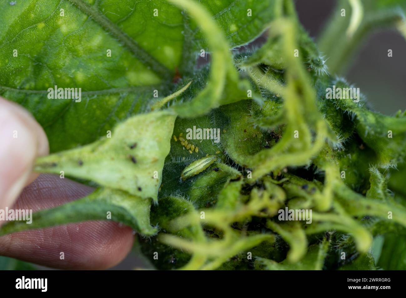 Larva of a hoverfly on a sunflower. It is useful and feeds on aphids ...