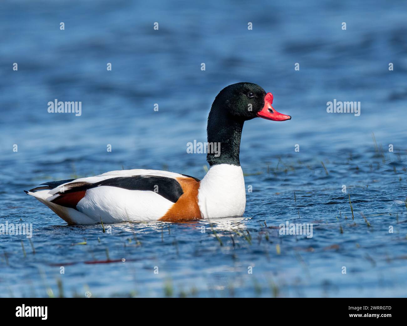 Common Shelduck swimming on water Stock Photo - Alamy