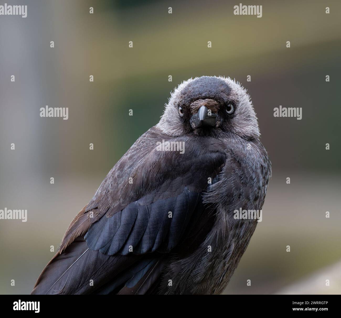 Close up western jackdaw hi-res stock photography and images - Alamy