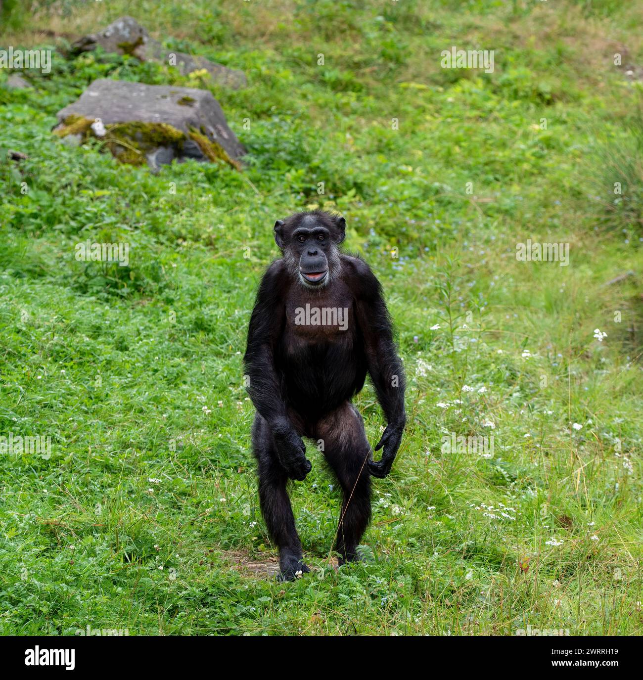 Monkey stands and scouts the grass Stock Photo - Alamy