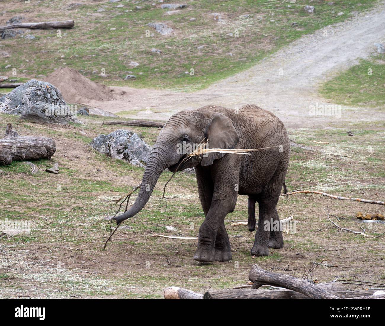 Elephant walks with stick in mouth Stock Photo - Alamy
