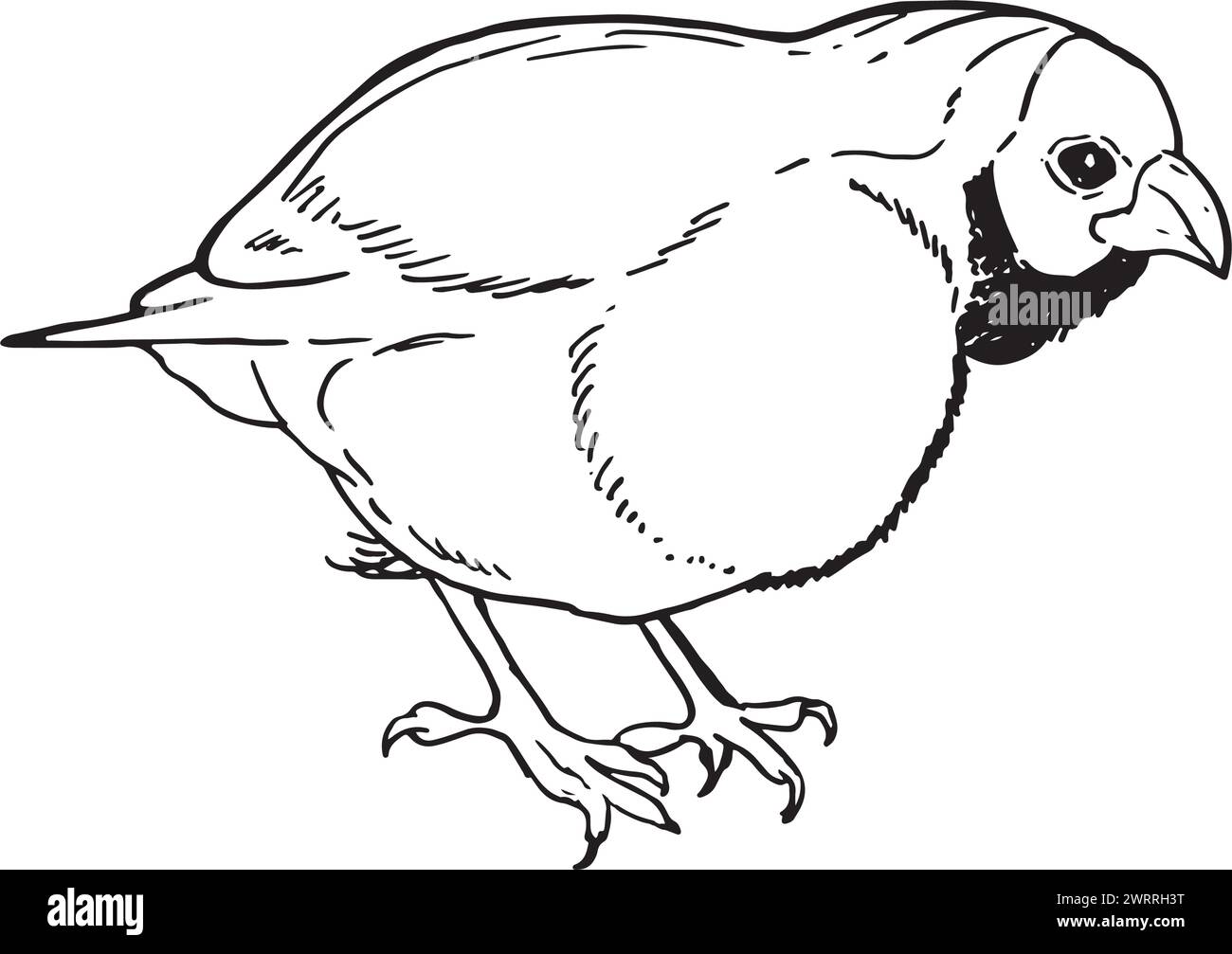 vector drawing bird, Gouldian finch, hand drawn songbird, isolated ...