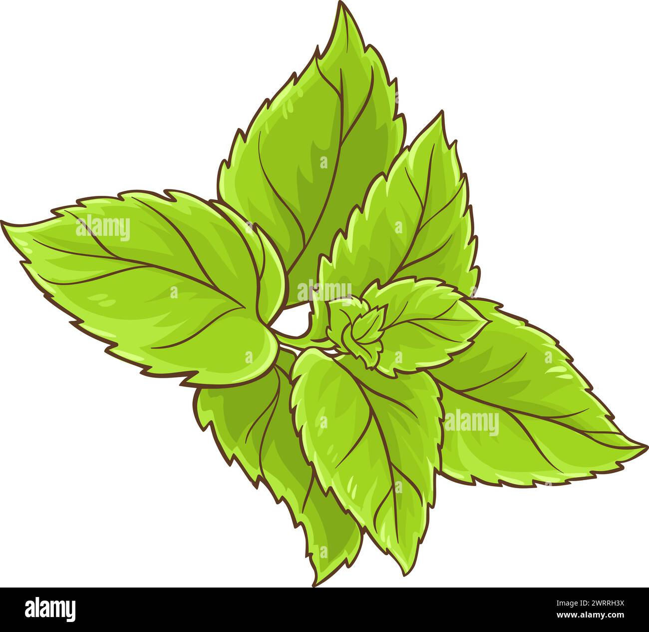 Peppermint Branch Leaves Colored Illustration Stock Vector Image & Art ...