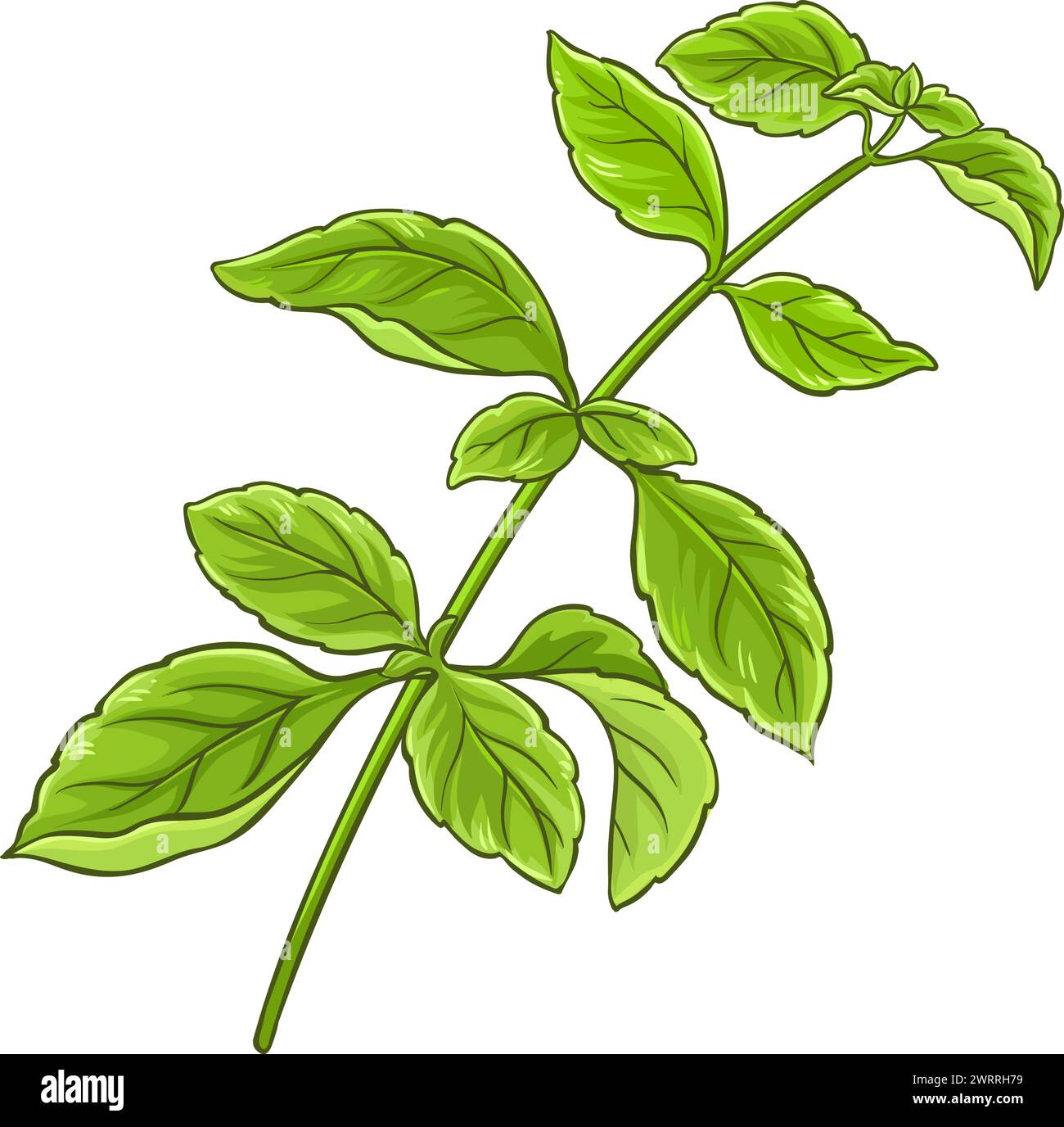 Green Basil Branch Colored Illustration Stock Vector Image & Art - Alamy