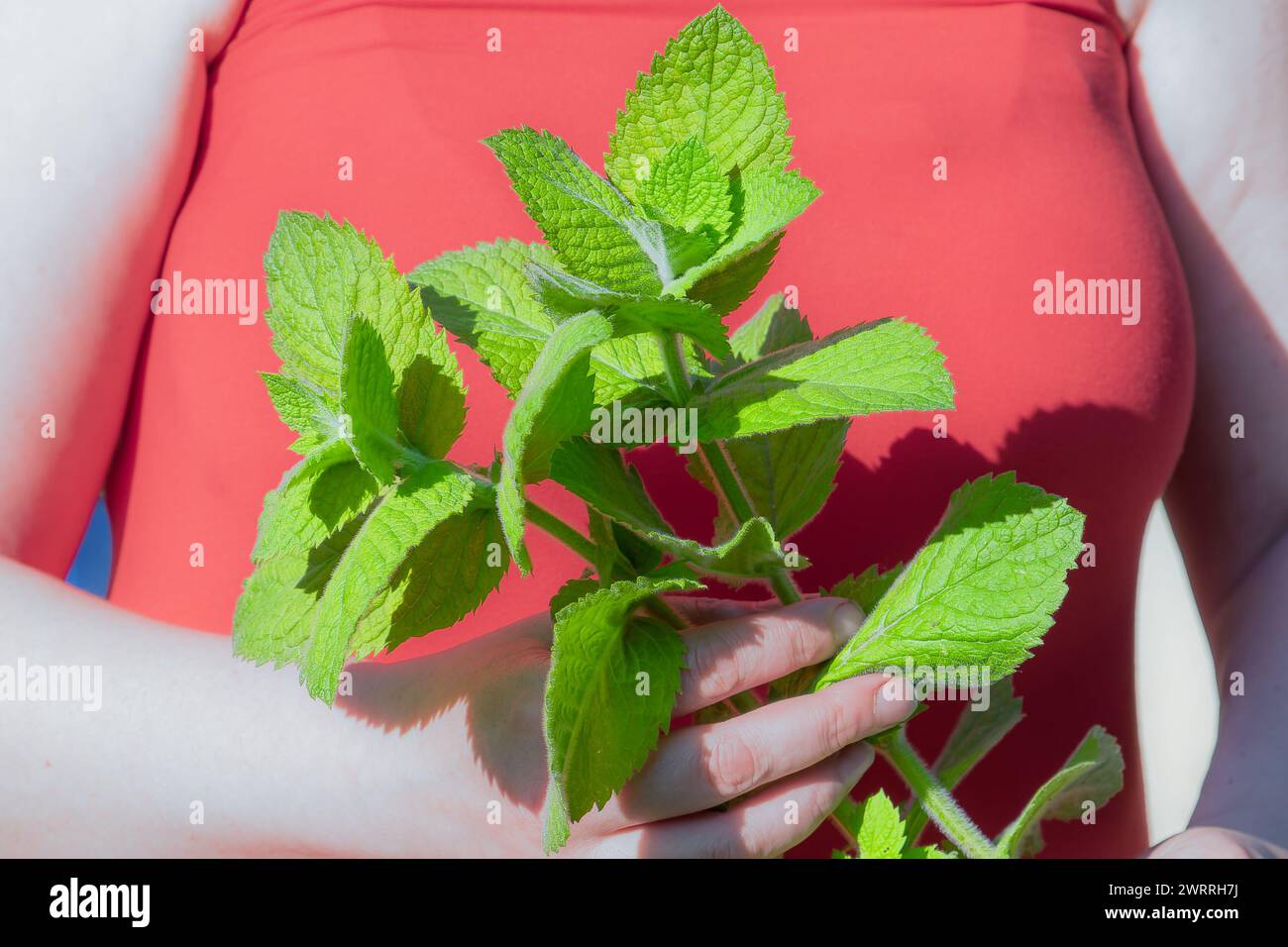 Mint. Mint plant with fresh young leaves in the hands of a girl Stock ...