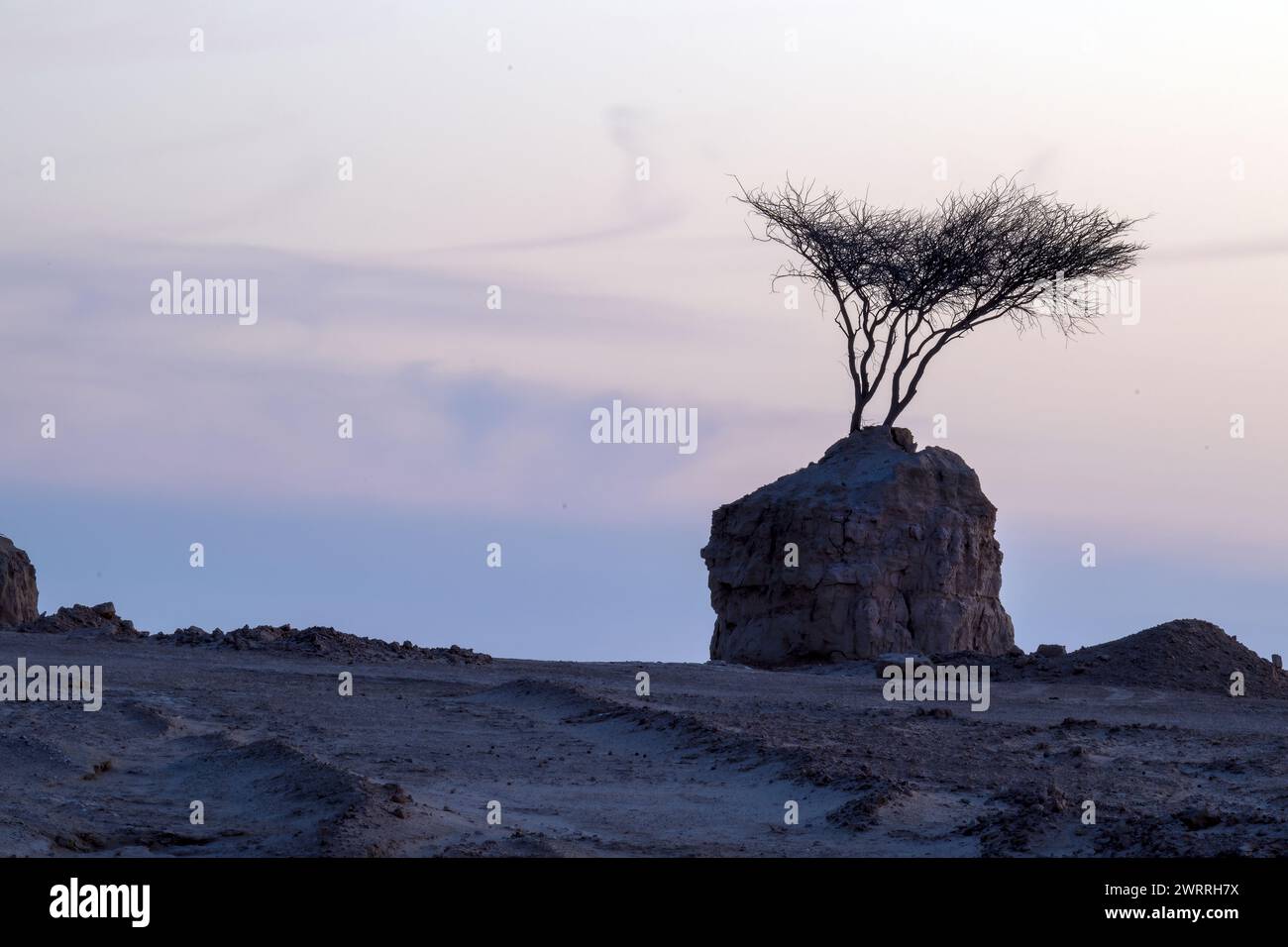 Qatar desert tree hi-res stock photography and images - Alamy