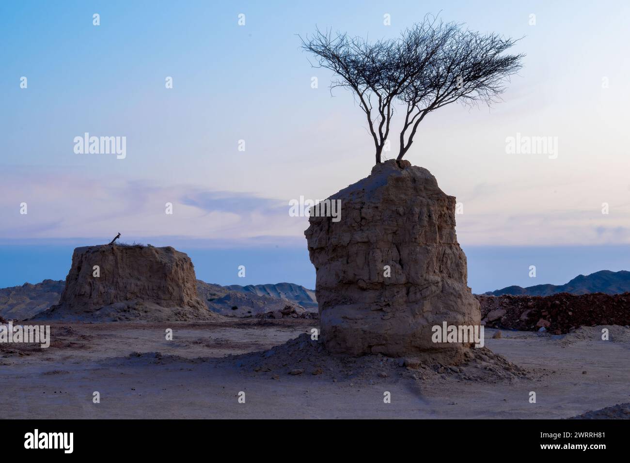 Beach rock stone tree hi-res stock photography and images - Alamy
