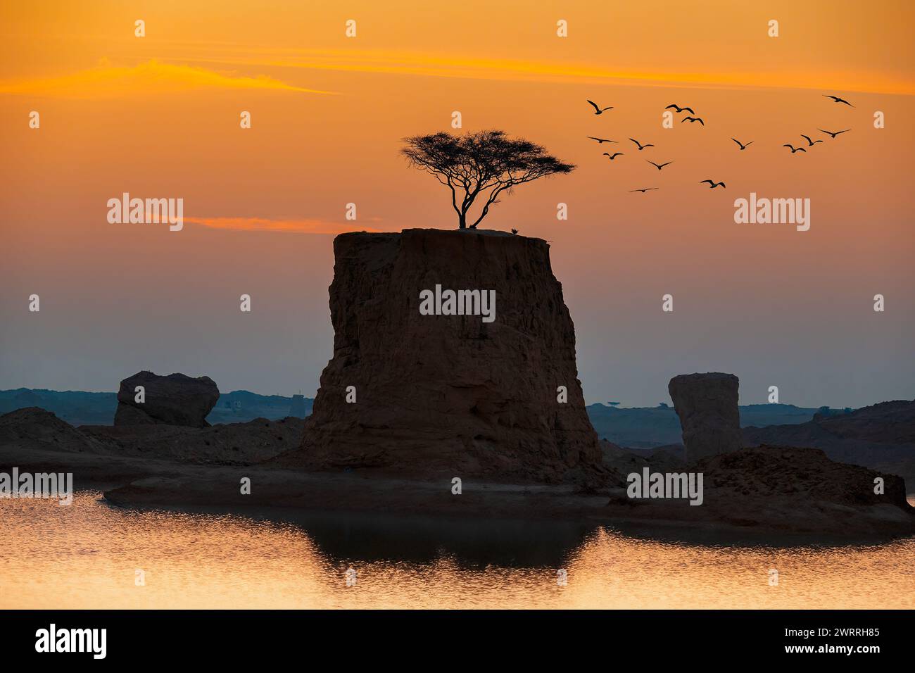 Beach rock stone tree hi-res stock photography and images - Alamy