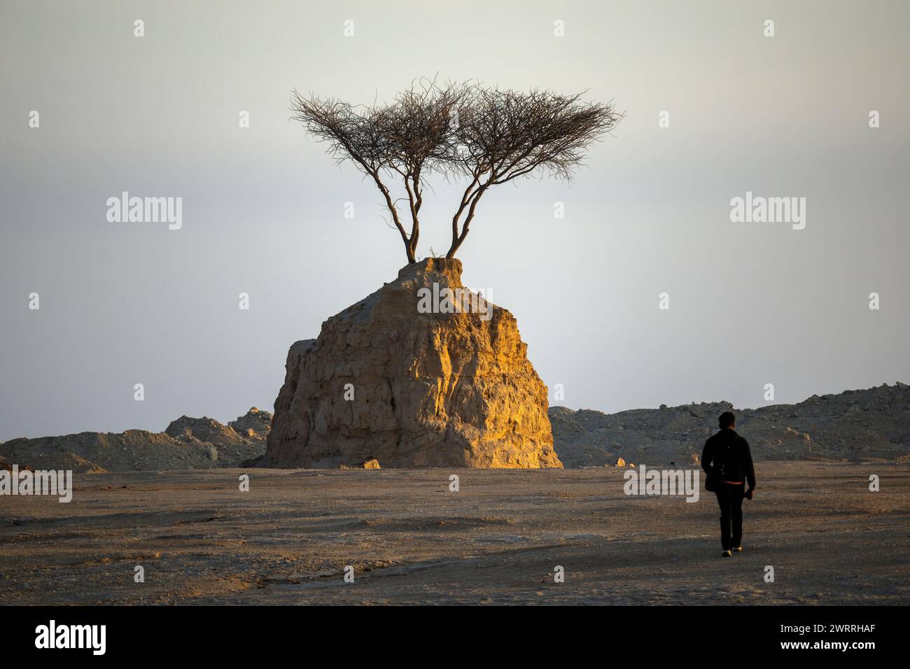 Beach rock stone tree hi-res stock photography and images - Alamy