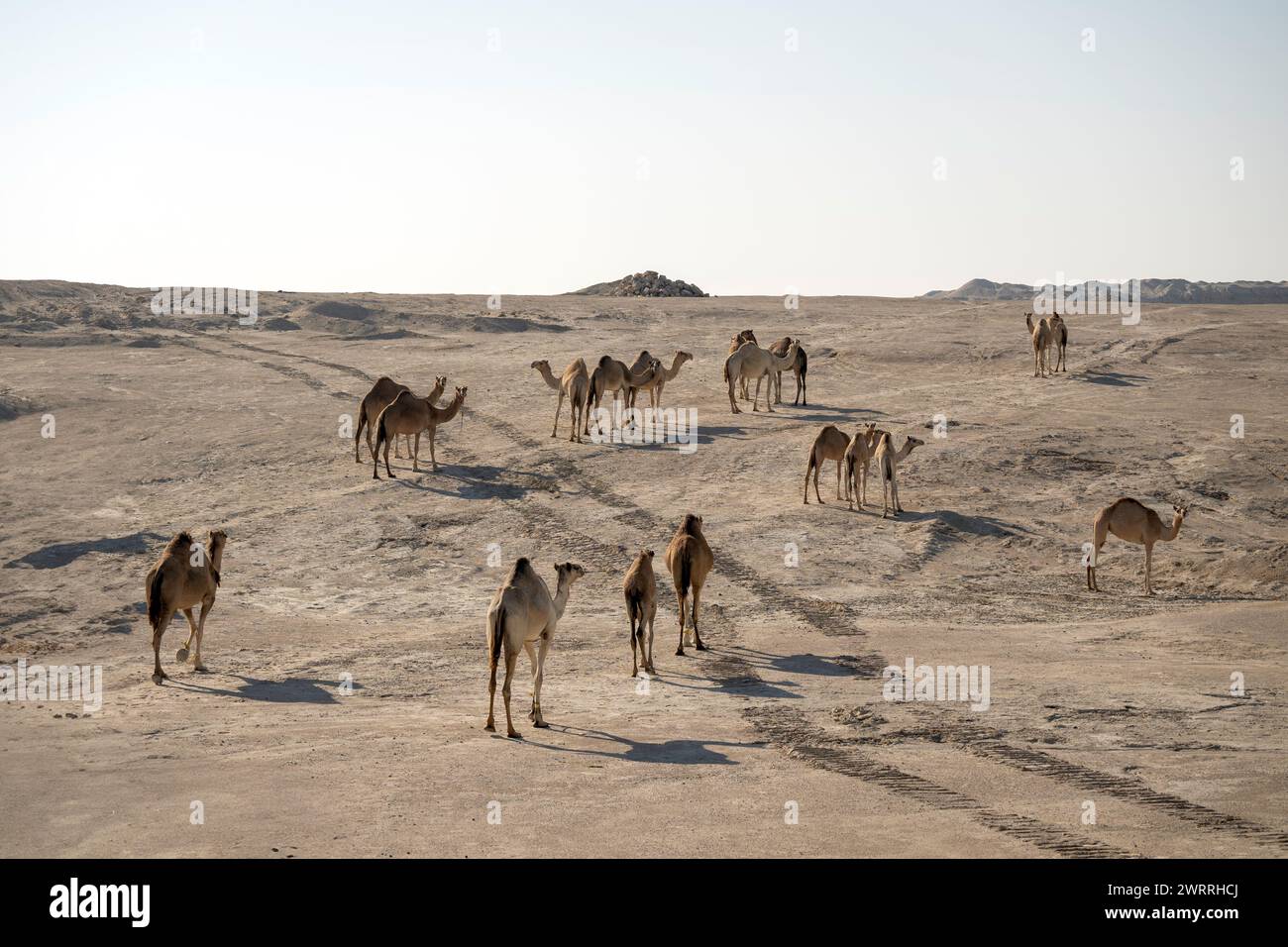 Umbab qatar hi-res stock photography and images - Alamy