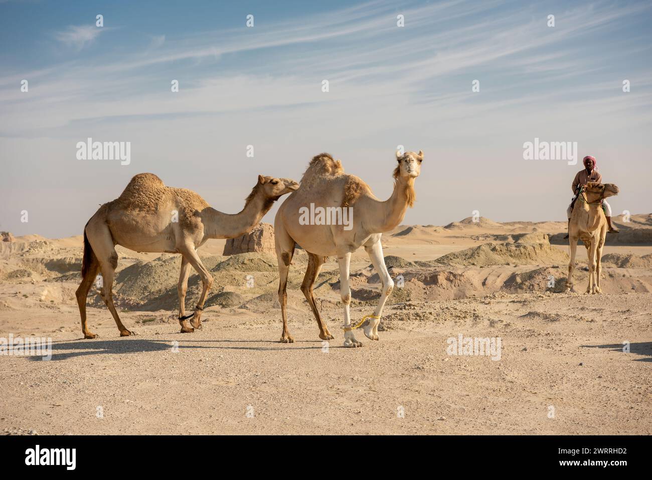 Umbab qatar hi-res stock photography and images - Alamy