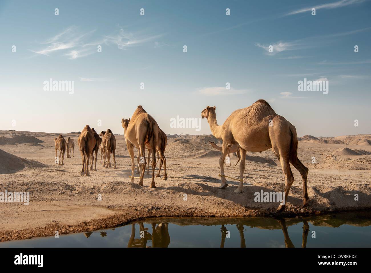 Camel in desert lake umbab Doha Stock Photo - Alamy