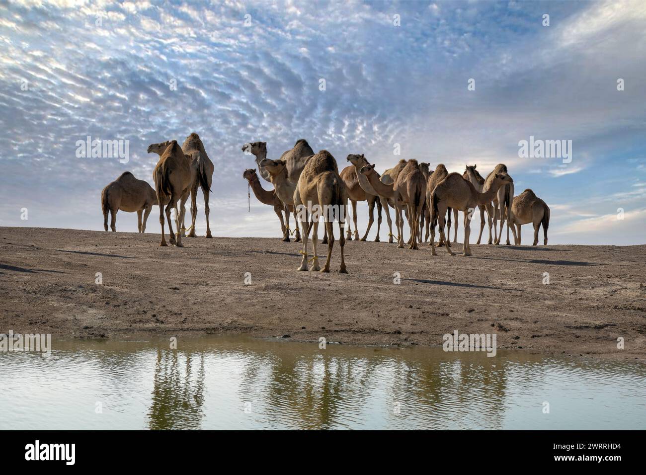 Camel in desert lake umbab Doha Stock Photo - Alamy