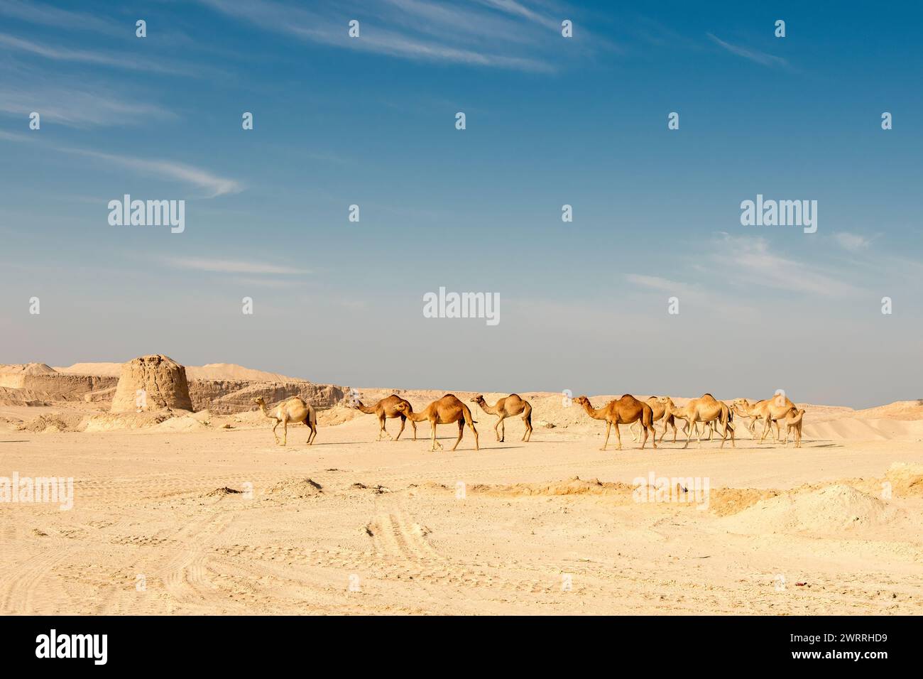 Camel in desert lake umbab Doha Stock Photo - Alamy