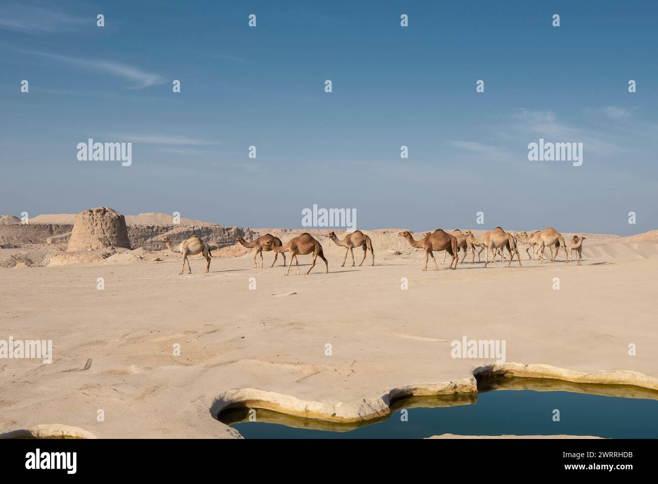 Camel in desert lake umbab Doha Stock Photo - Alamy