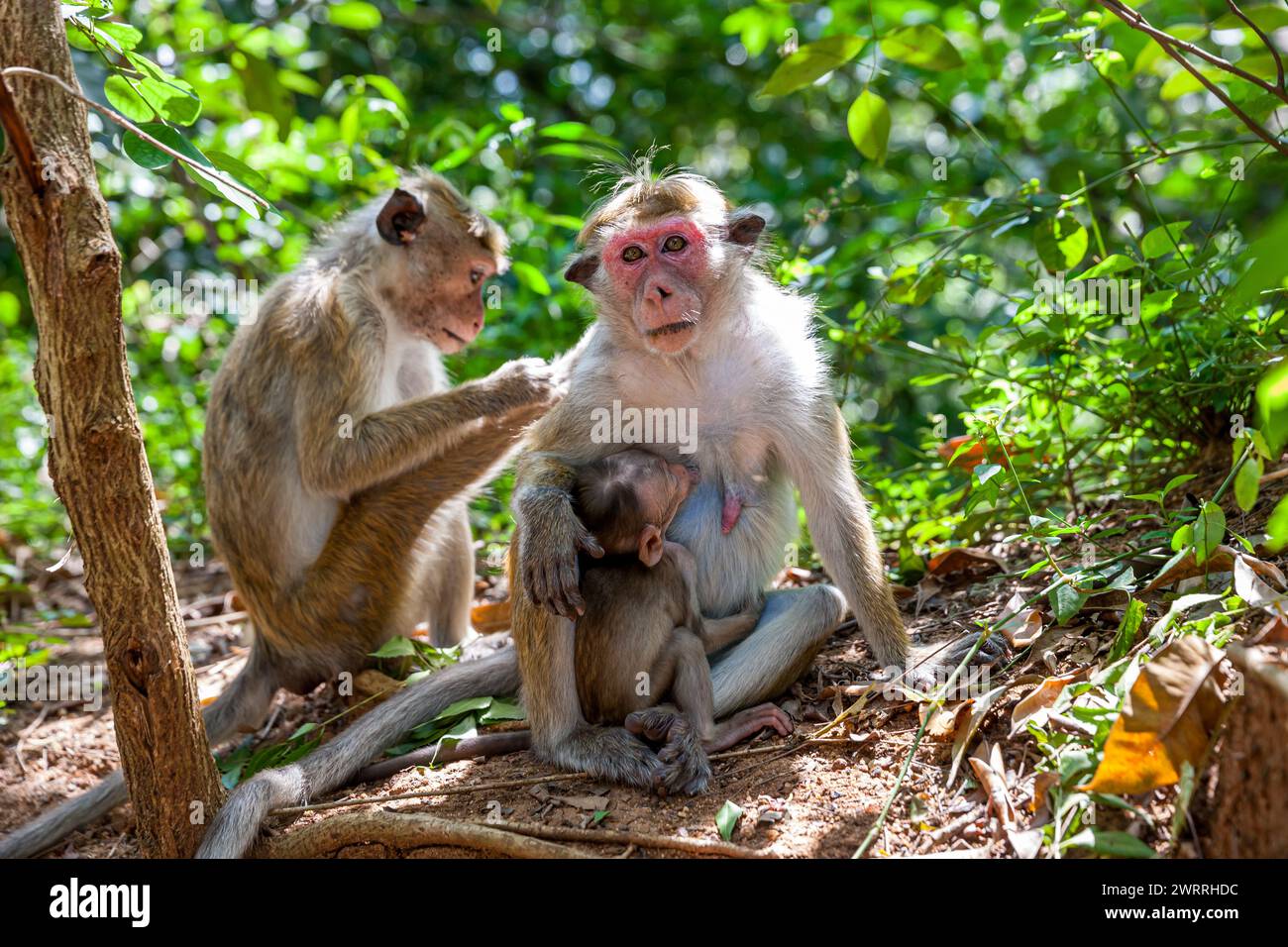Sri Lanka, Dambulla, Golden Temple, Toque Macaque (Macaca sinica Stock Photo - Alamy