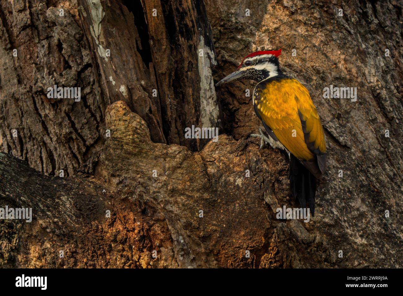Black-rumped Flameback - Dinopium benghalense, beautiful colored ...