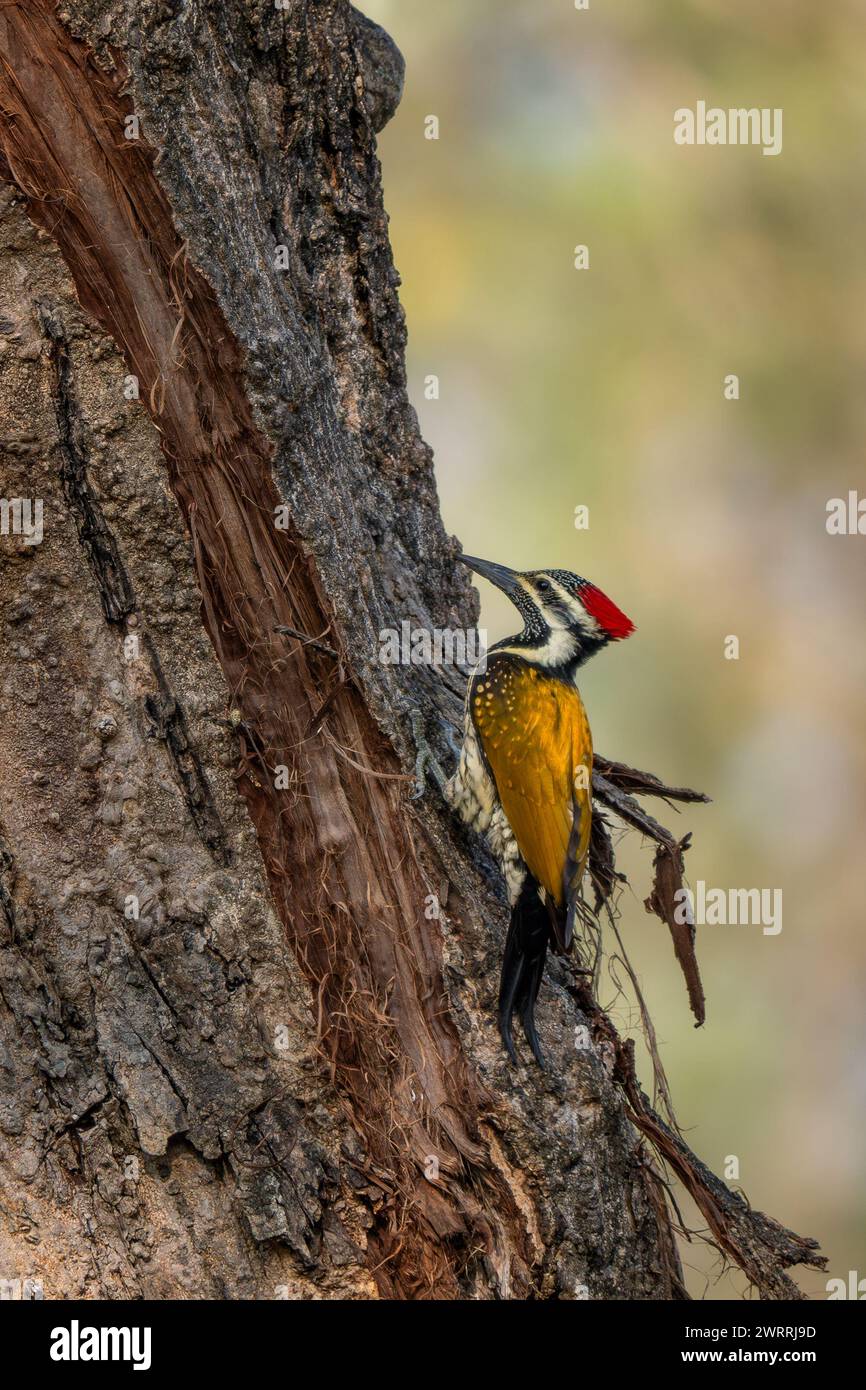 Black-rumped Flameback - Dinopium benghalense, beautiful colored ...