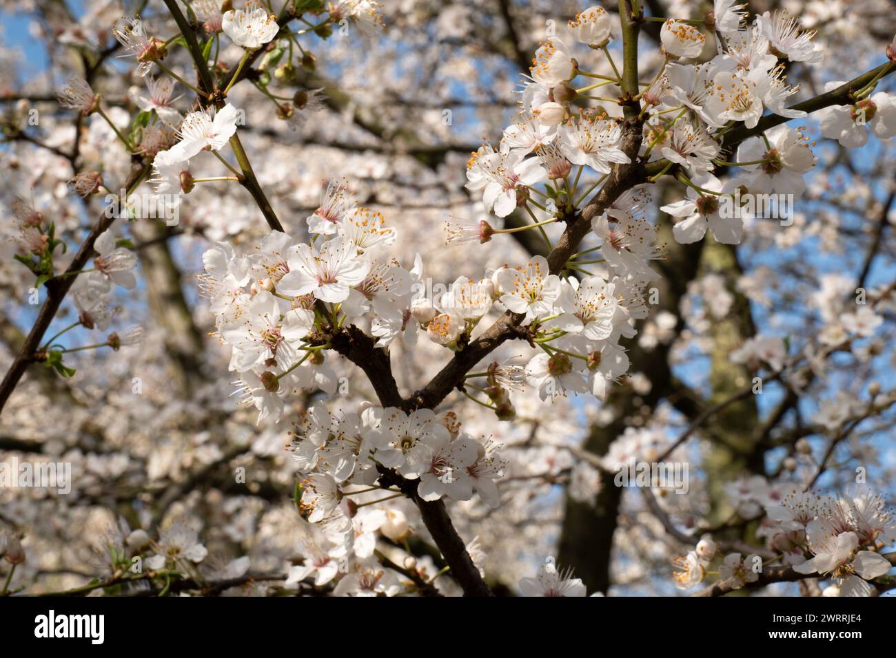 Parks and flowers hi-res stock photography and images - Alamy