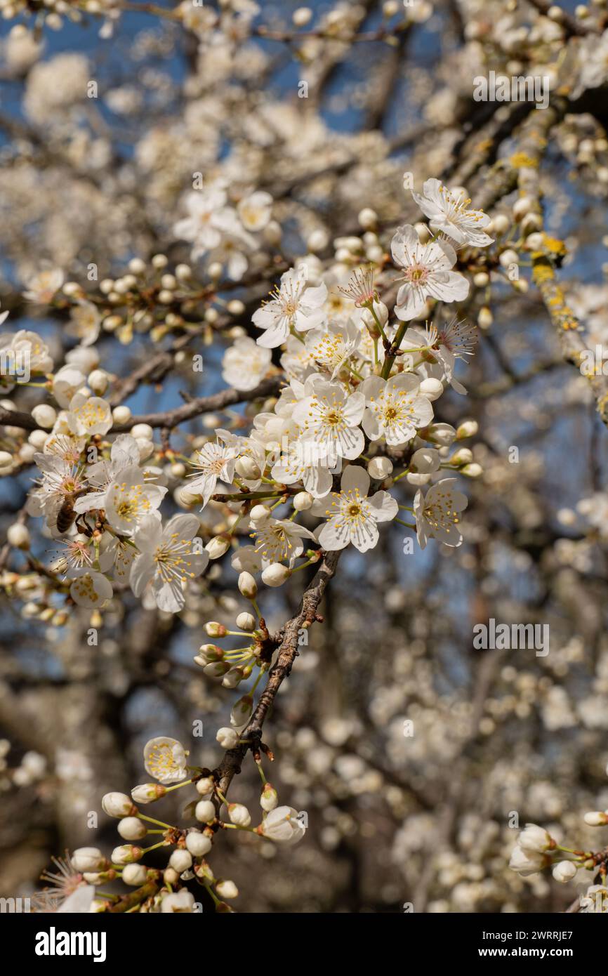 Parks and flowers hi-res stock photography and images - Alamy
