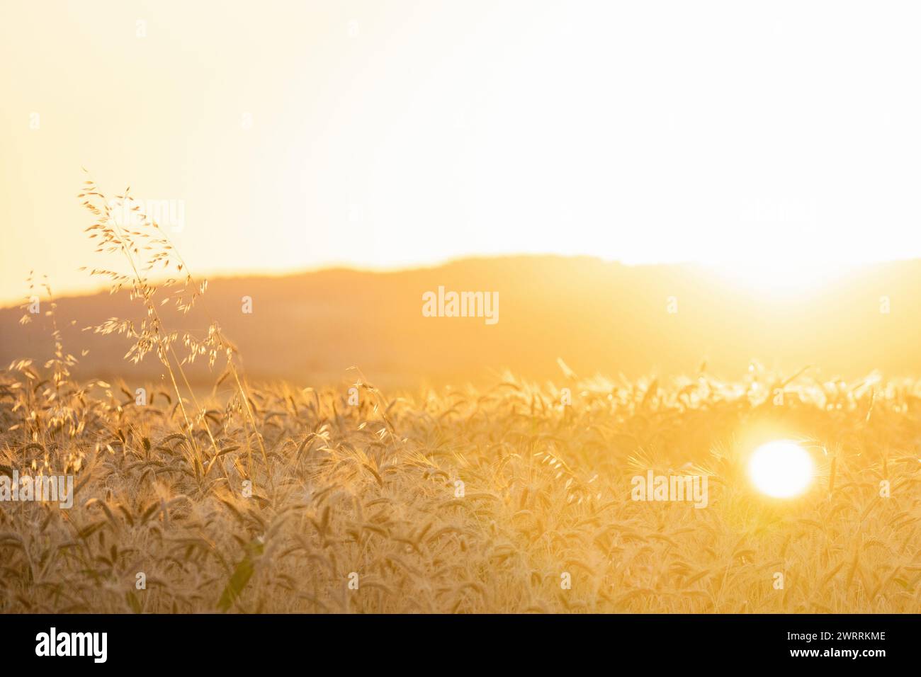 Wheat field sunset light summer hi-res stock photography and images - Alamy