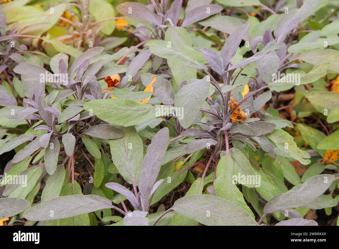 Herb garden monastery hi-res stock photography and images - Alamy