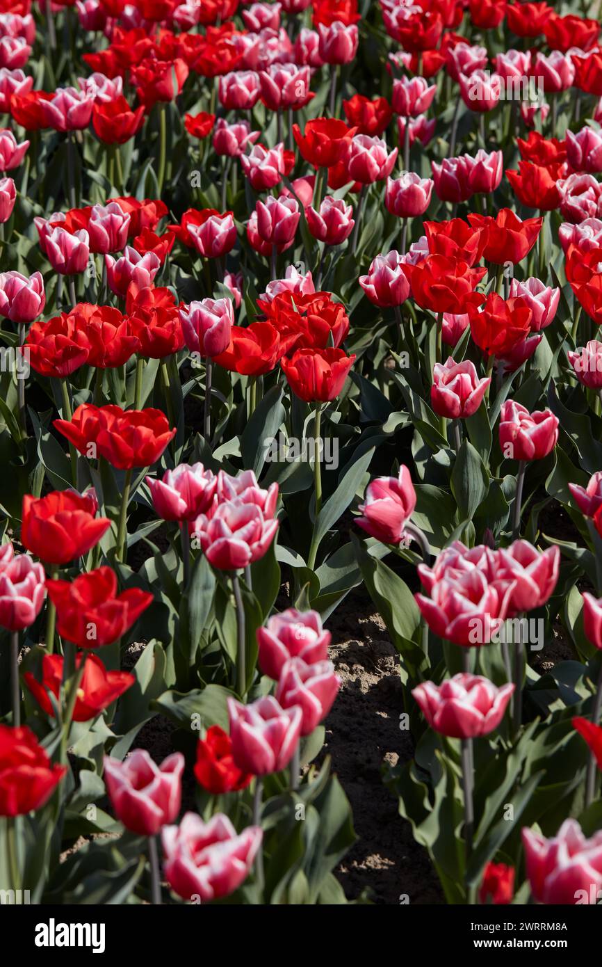 Tulip flowers in red and pink with white border colors texture ...