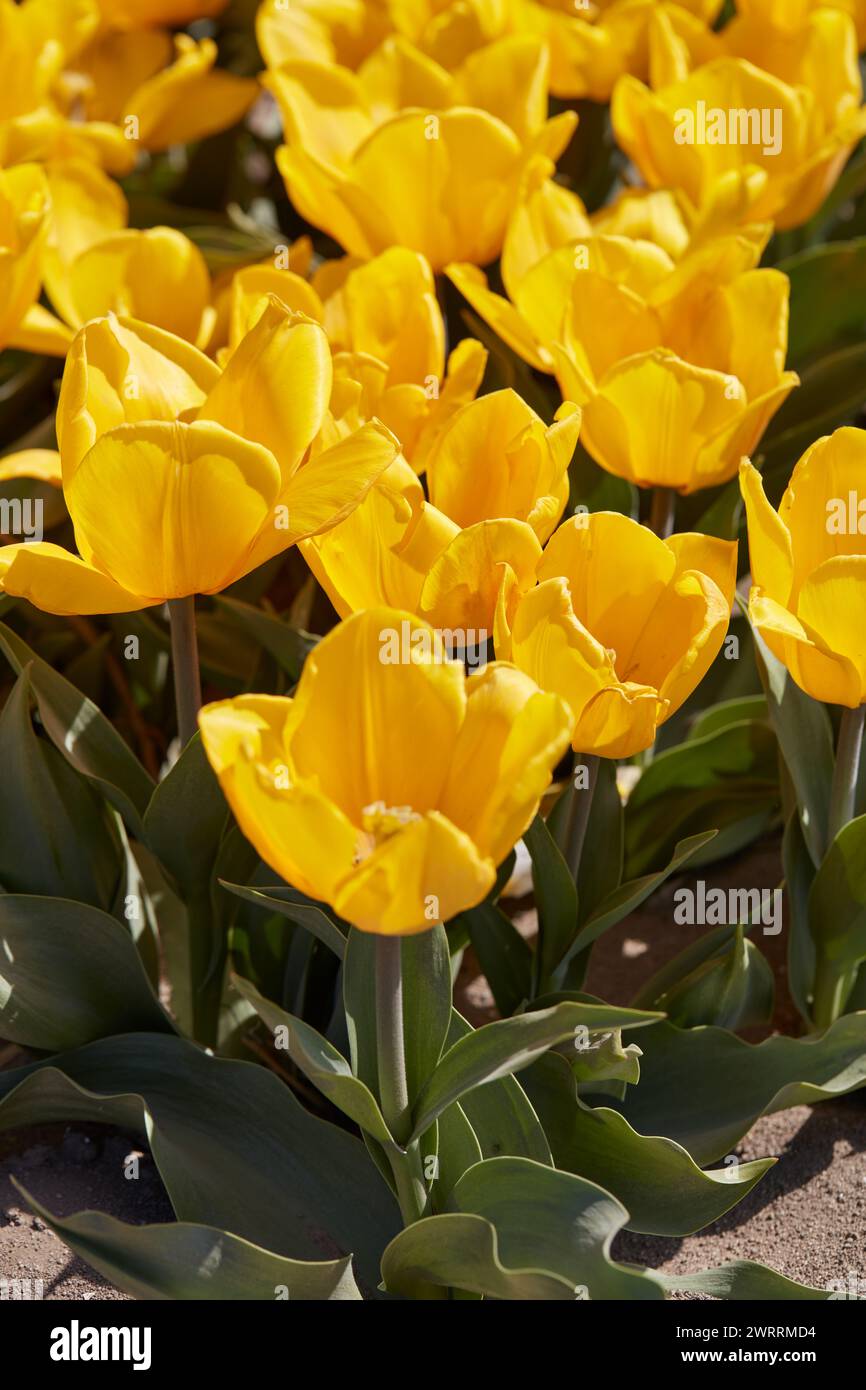 Tulip Sunny Prince yellow flowers in spring sunlight Stock Photo - Alamy