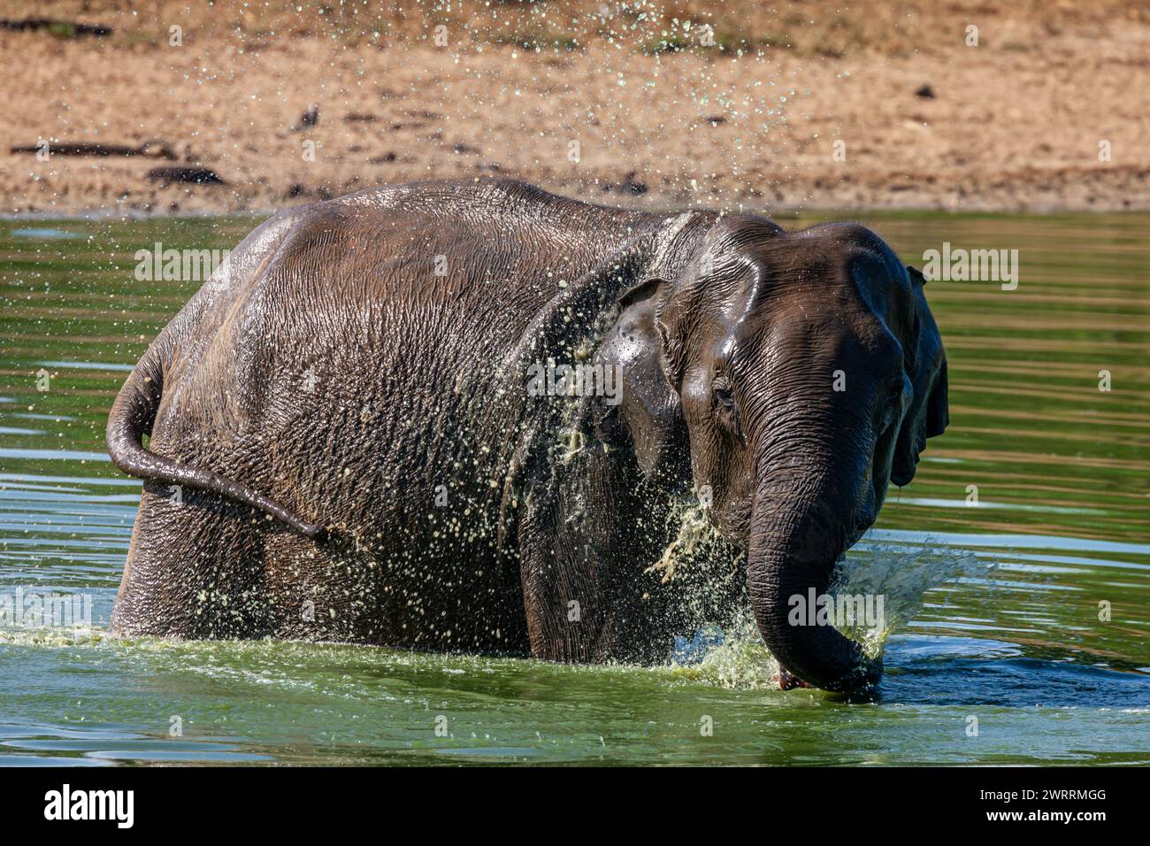 Sri Lanka, Uda Walawe National Park, Sri Lankan Elephant (Elephas ...