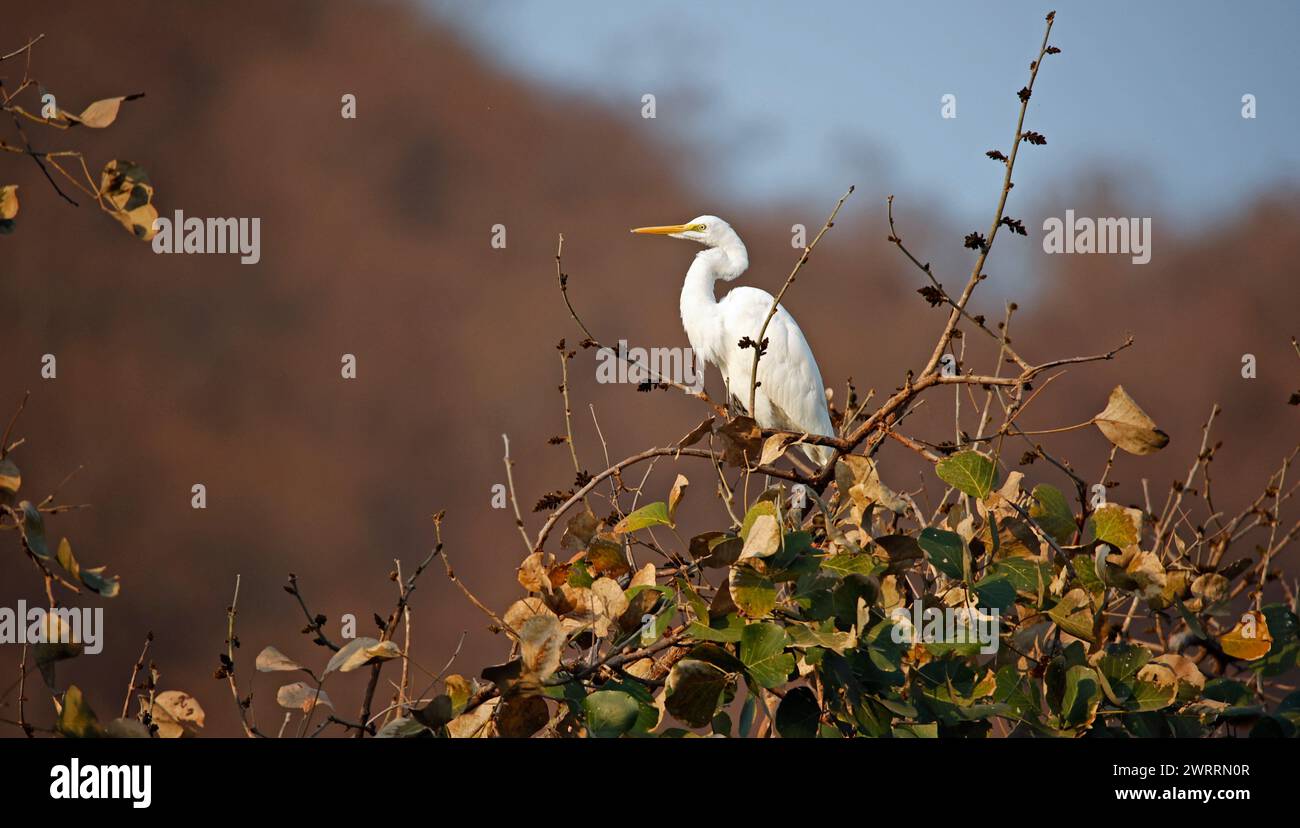 Fishing intermediate egret hi-res stock photography and images - Alamy